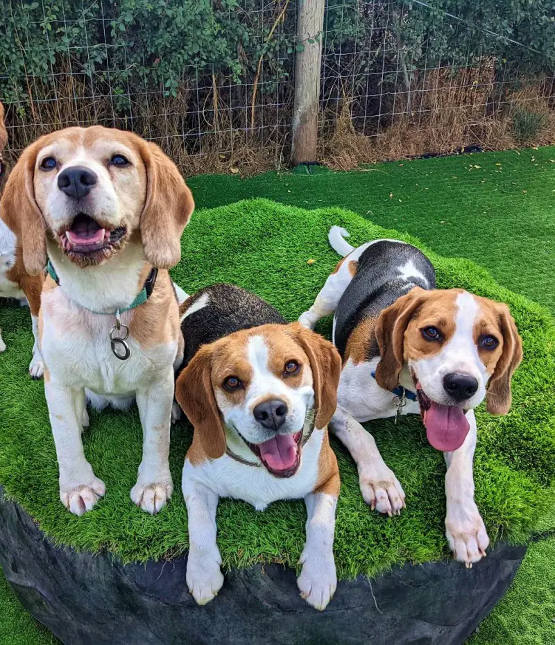 Beagle Dog Breeds and Their Personality Traits