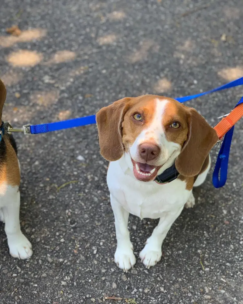 Beagle Dog Breeds and Their Personality Traits