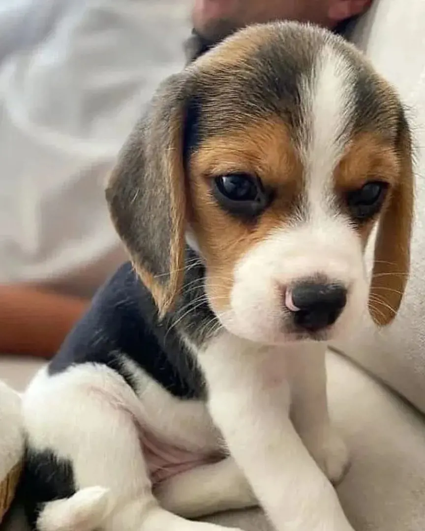 Beagle Dog Breeds and Their Personality Traits