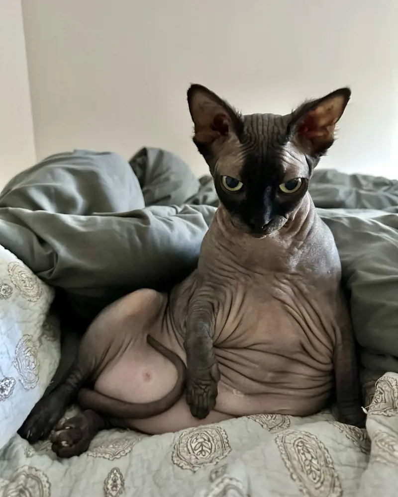 10 Unique And Loving Hairless Animal Companions