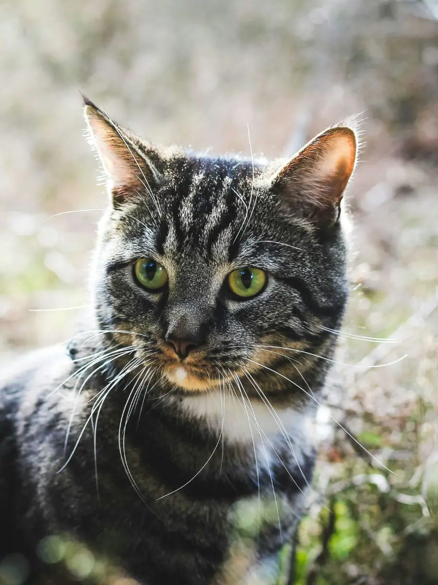 Why Is My Cat Limping? 17 Possible Casues