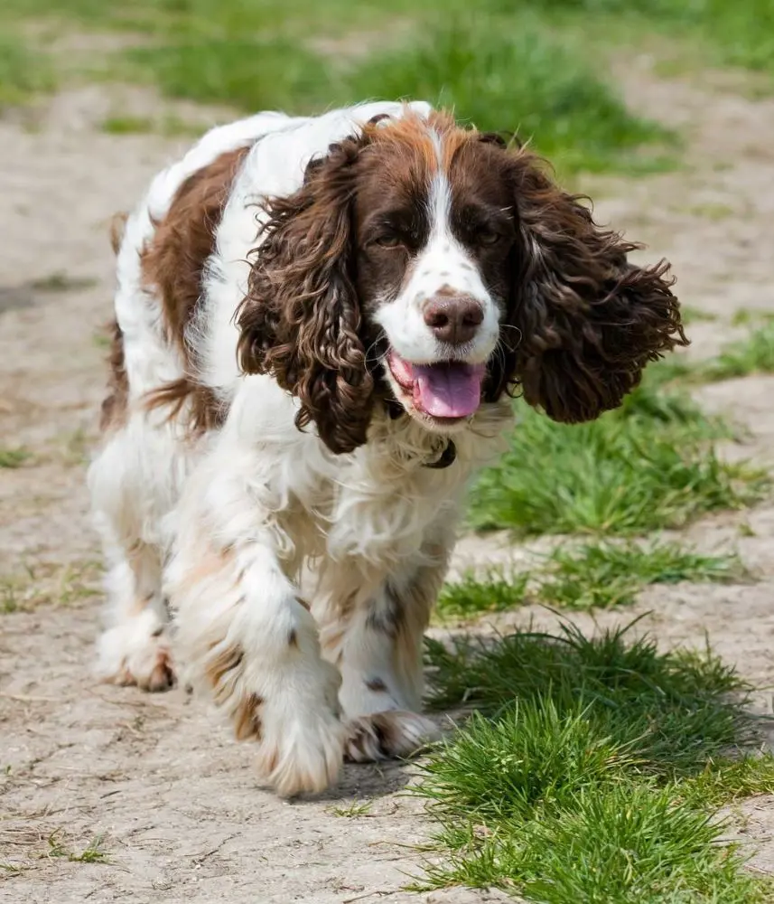 15 Dog Breeds With Floppy Ears