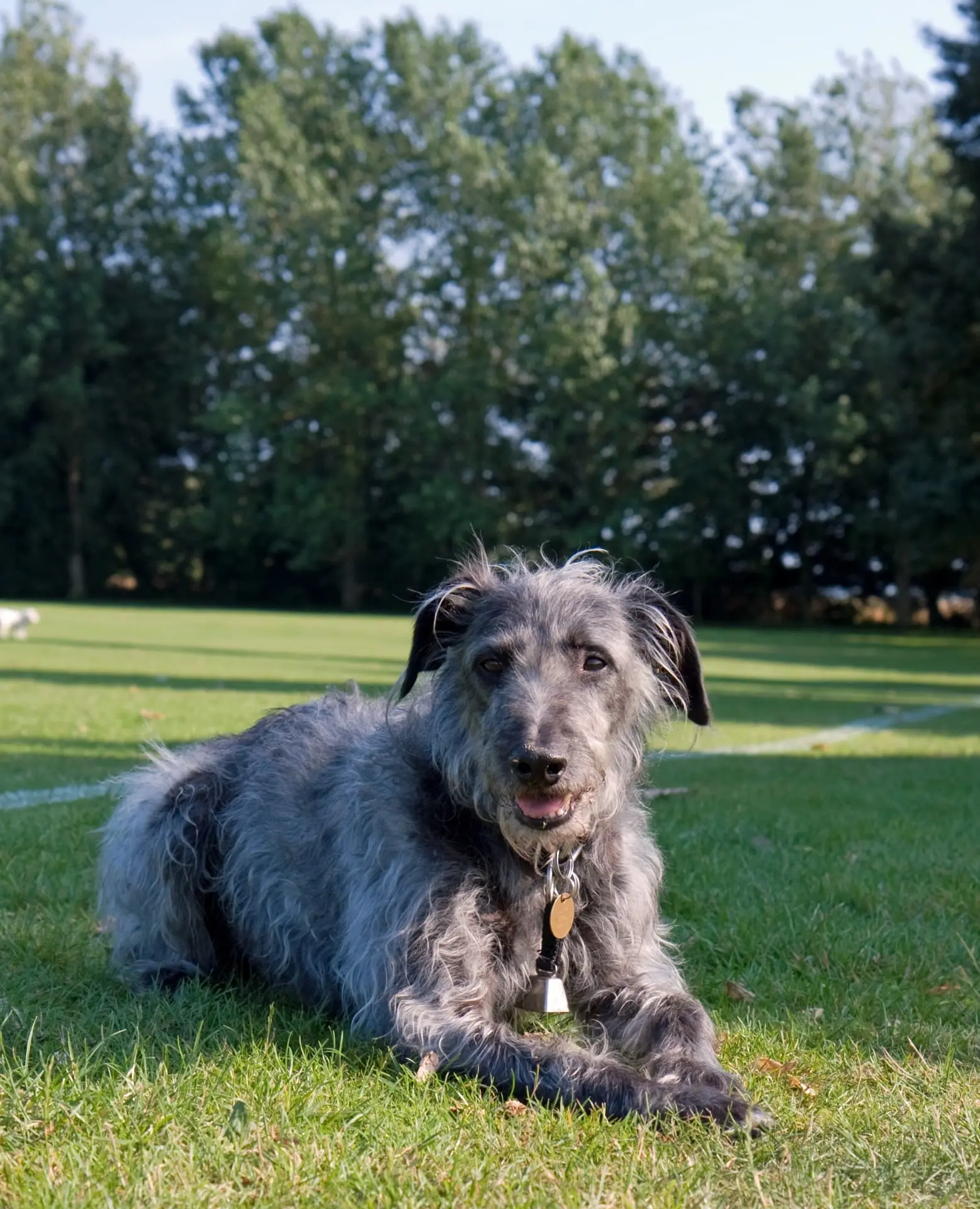 Informative Guide To Dog Breed Irish Wolfhound