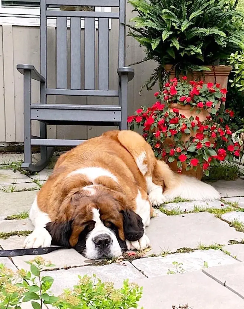 20 Laziest Dog Breeds