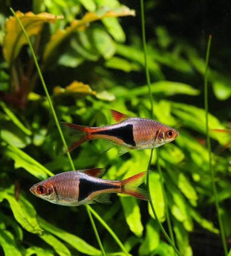 20 Small Aquarium Fish Breeds For Freshwater Tank