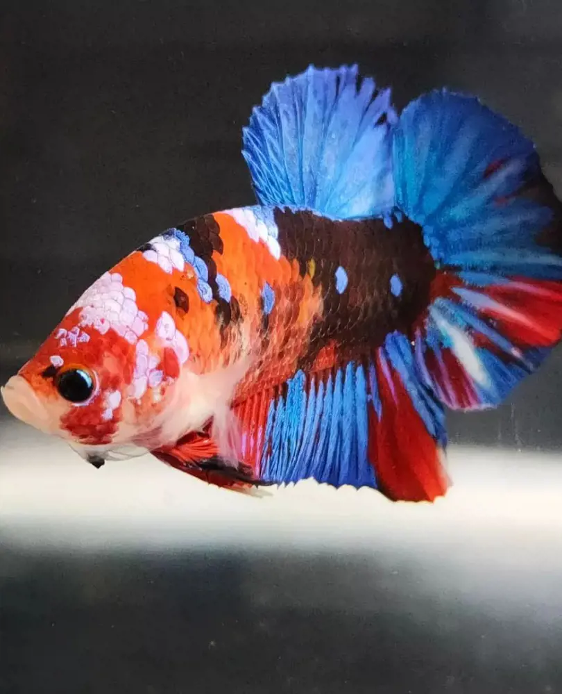 20 Small Aquarium Fish Breeds For Freshwater Tank