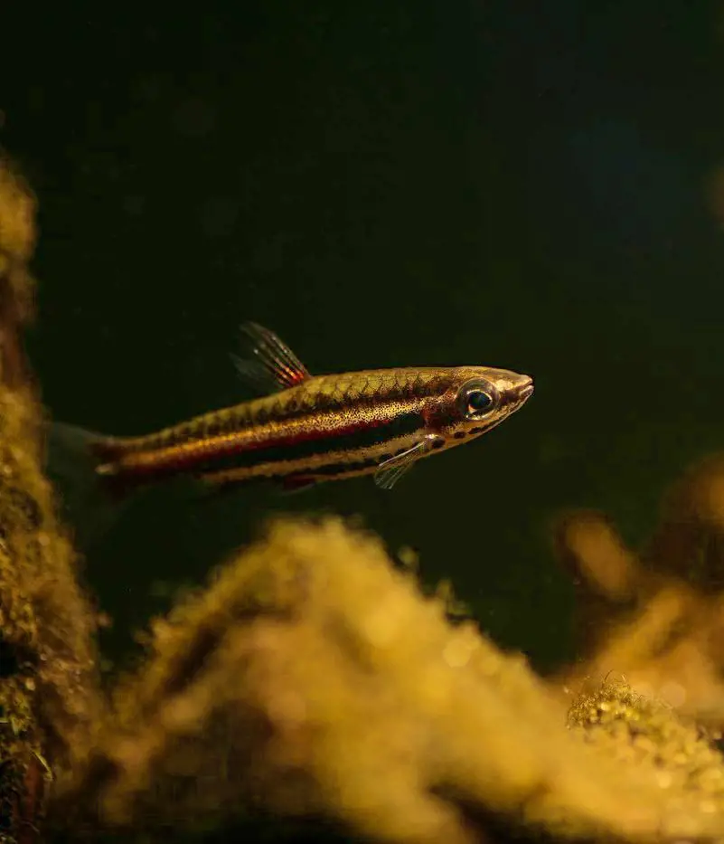 20 Small Aquarium Fish Breeds For Freshwater Tank