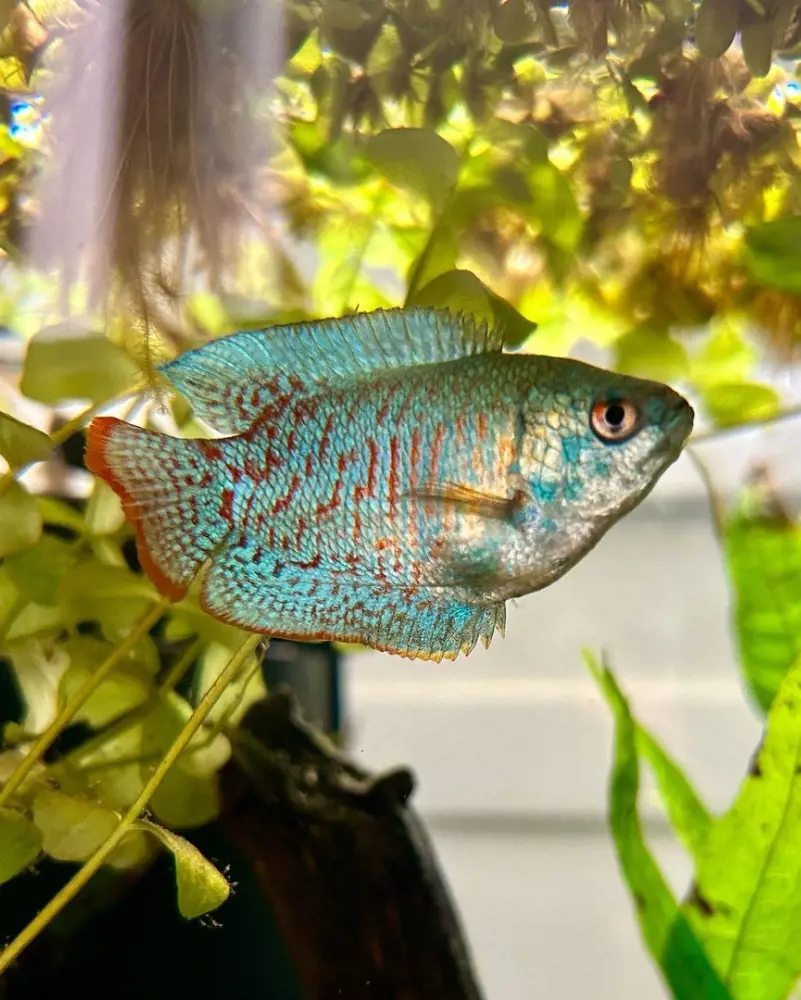 20 Small Aquarium Fish Breeds For Freshwater Tank