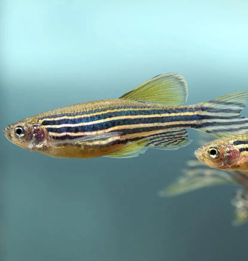 20 Small Aquarium Fish Breeds For Freshwater Tank