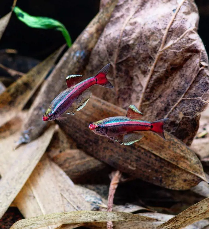 20 Small Aquarium Fish Breeds For Freshwater Tank