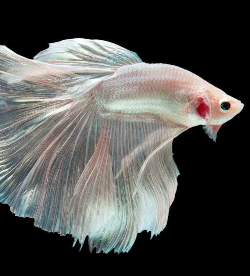 20 Small Aquarium Fish Breeds For Freshwater Tank