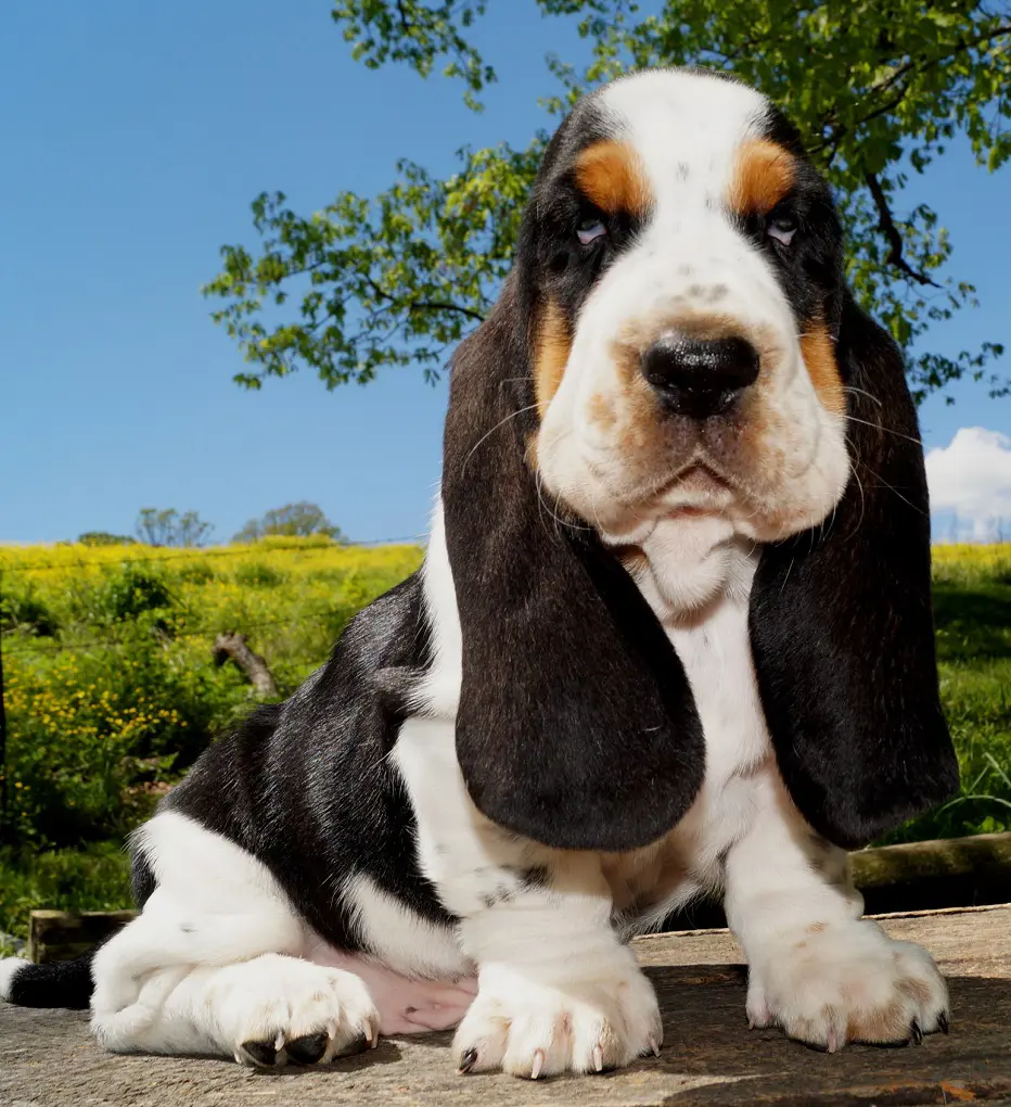 Basset Hound Dog Breed Characteristics And Personality