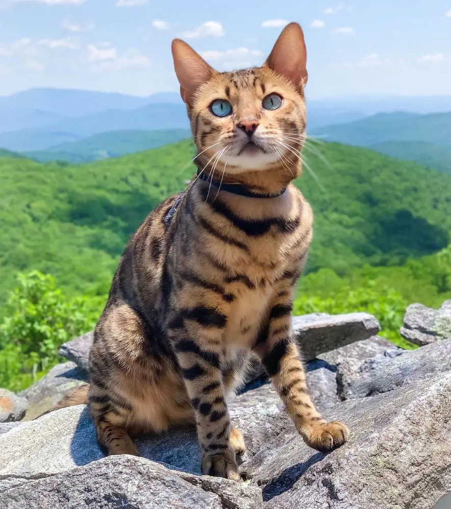 15 Beautiful Shorthair Cat Breeds