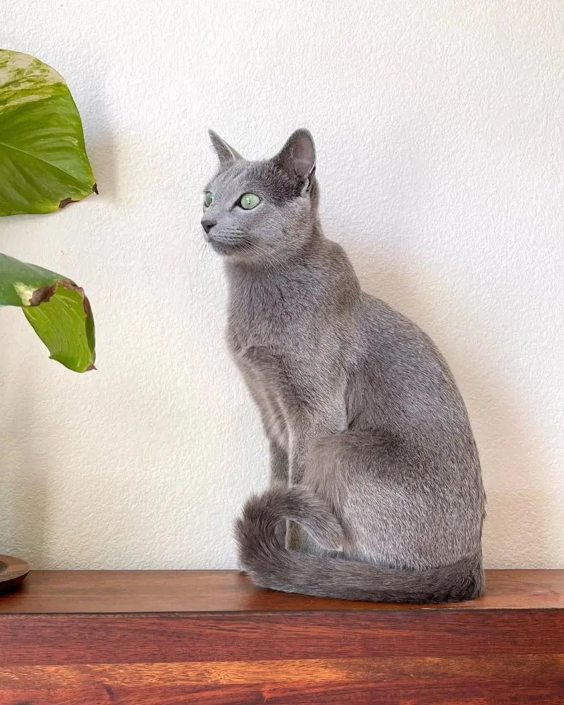 15 Beautiful Shorthair Cat Breeds
