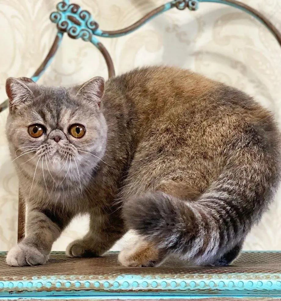15 Beautiful Shorthair Cat Breeds