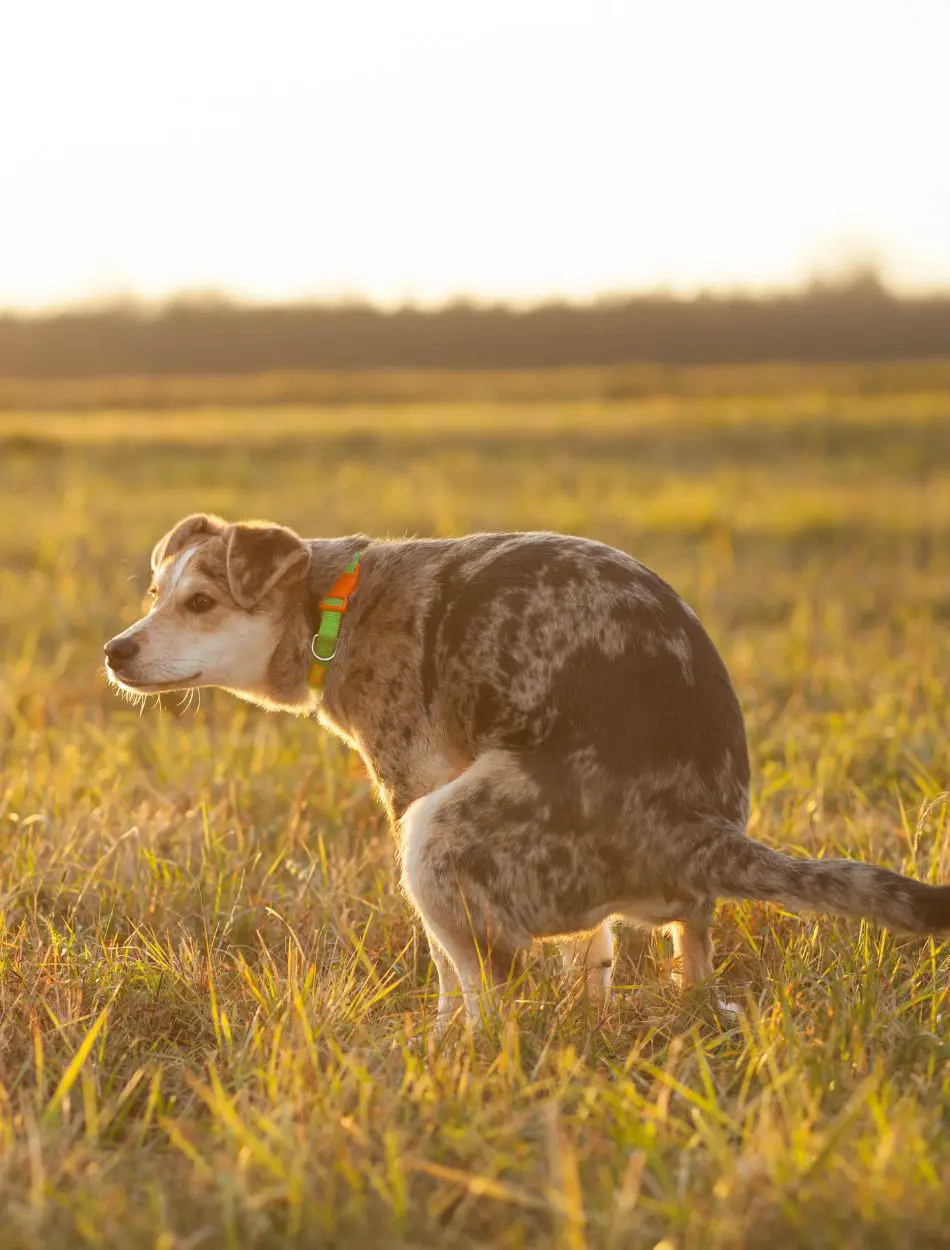 Why Black Dog Poop Is Bad