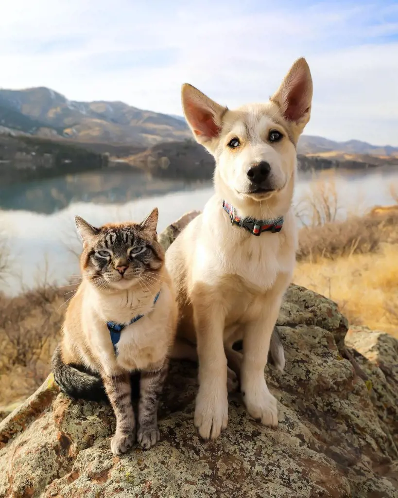 20 Dogs That Get Along With Cats