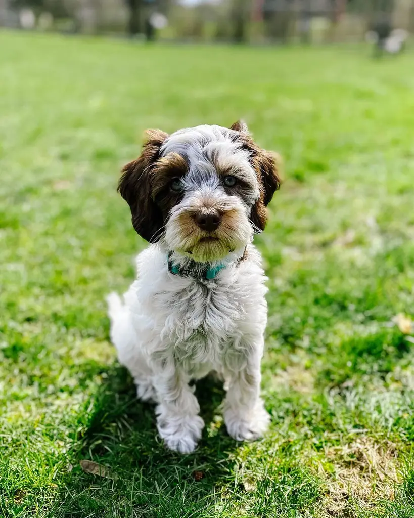 Labradoodle Crossbreed Info and Characteristics