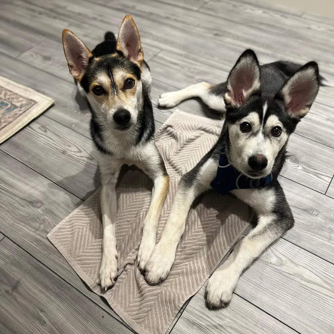 The Husky Chihuahua Mix Dog Breed