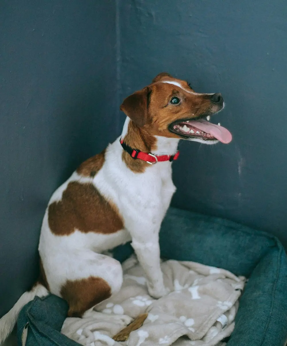 Jack Russell Terrier Dog Breeds Traits and Care