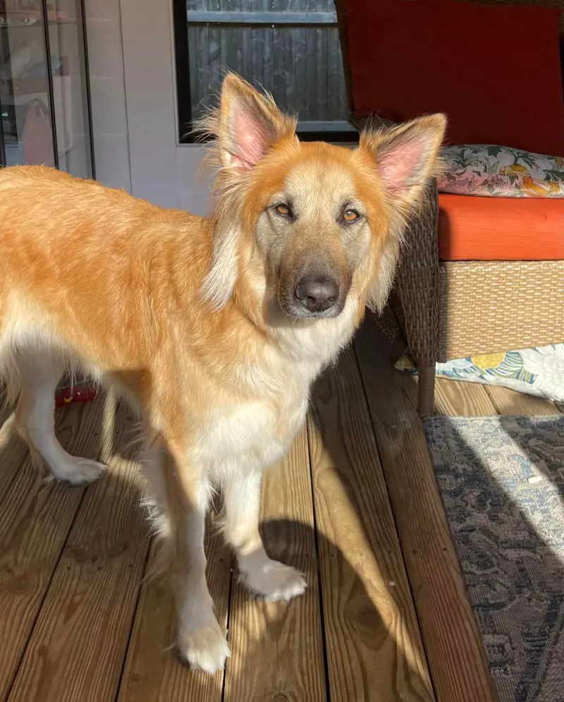 Chinook Dog Breed Complete Guide
