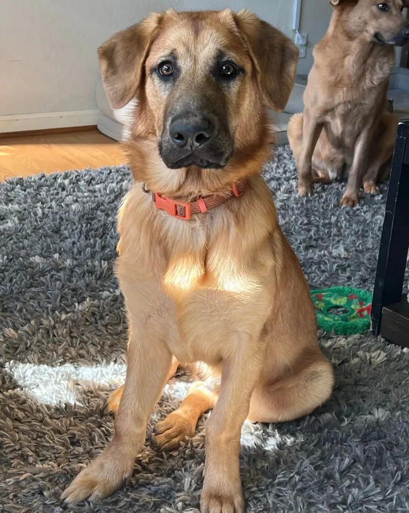 Chinook Dog Breed Complete Guide