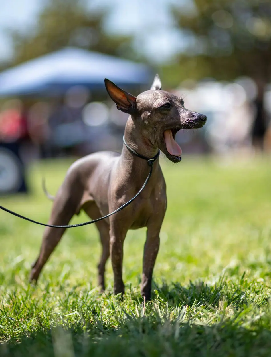 15 Hairless Dog Breeds