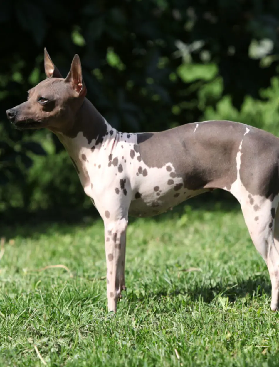 15 Hairless Dog Breeds
