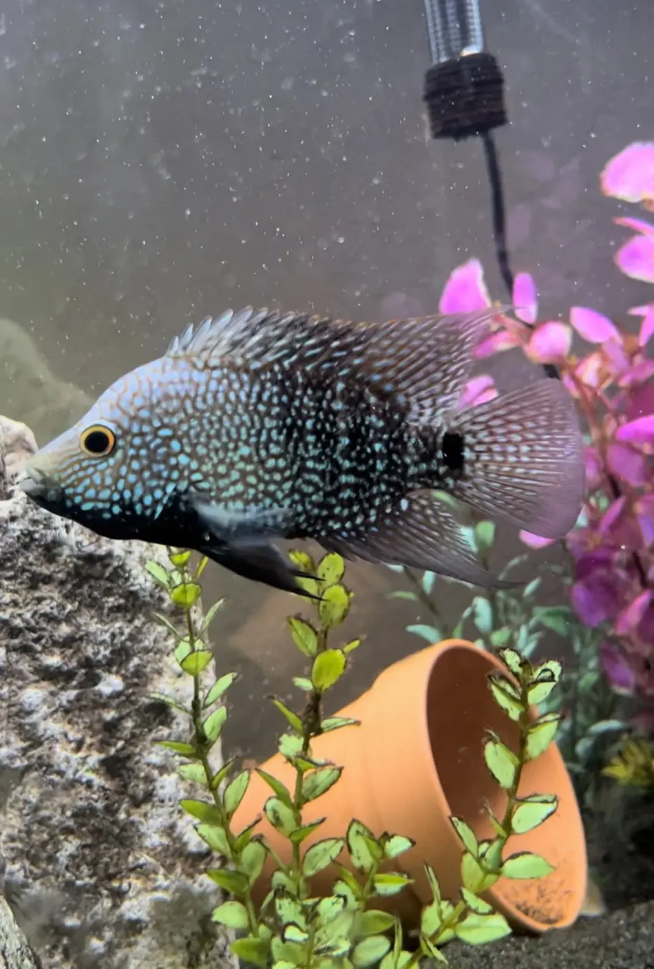 How To Tell The Gender Of A Fish