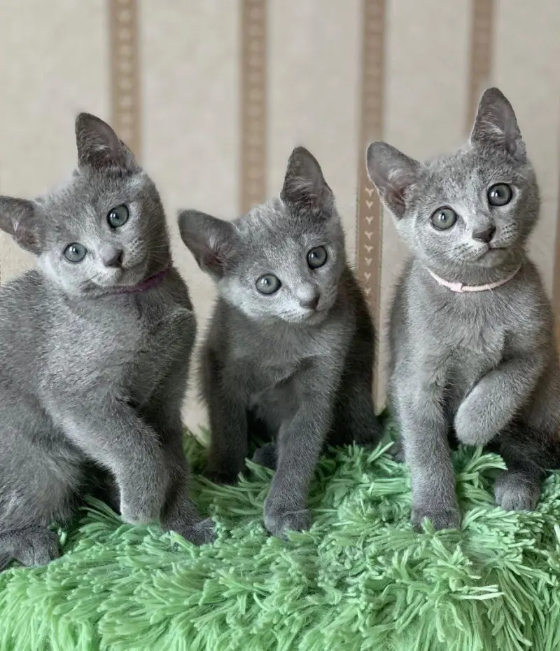 Russian Blue Cat Breed Personality