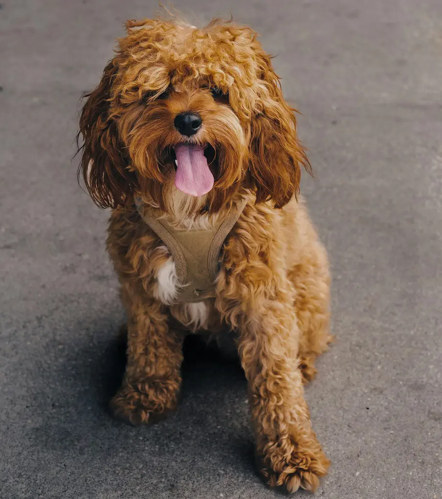 Cavapoo Dog Breed Profile And Characteristics
