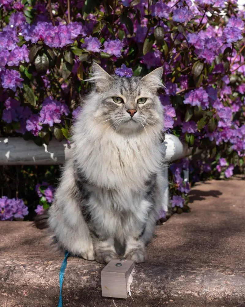 Short-Tailed Cats: 10 Breeds To Know About