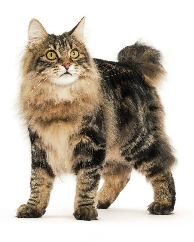 Short-Tailed Cats: 10 Breeds To Know About