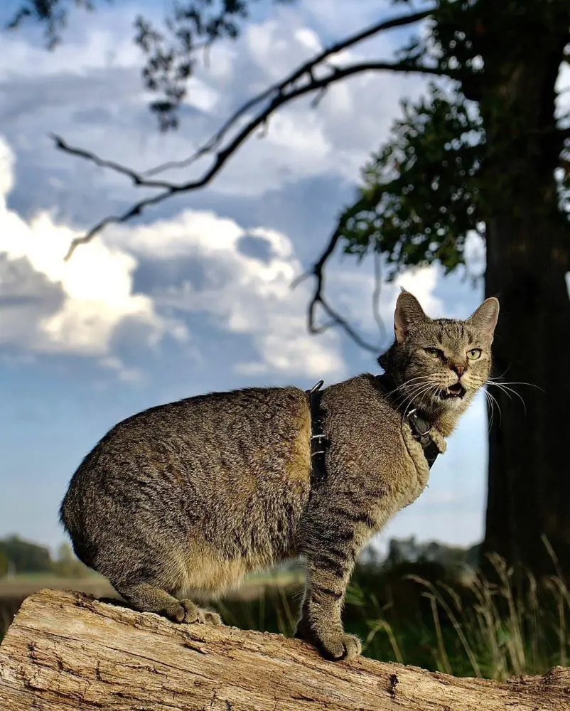 Short-Tailed Cats: 10 Breeds To Know About