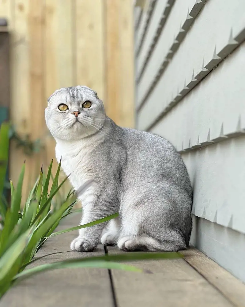 Short-Tailed Cats: 10 Breeds To Know About