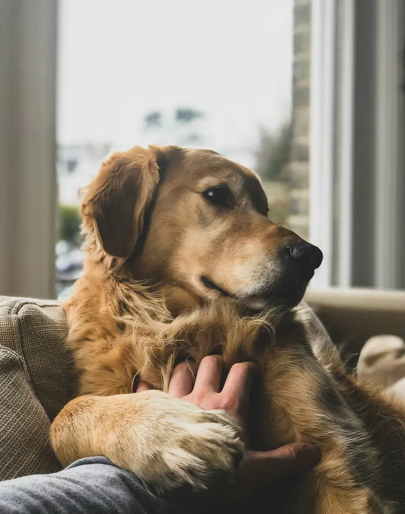 16 Common Causes Of Bug Bites On Dogs