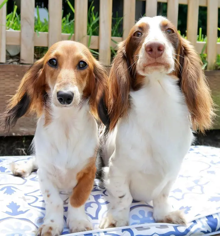 100+ Dachshund Dog Names With Meanings
