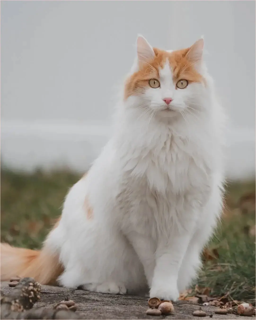 Turkish Van Cat Breeds Overview