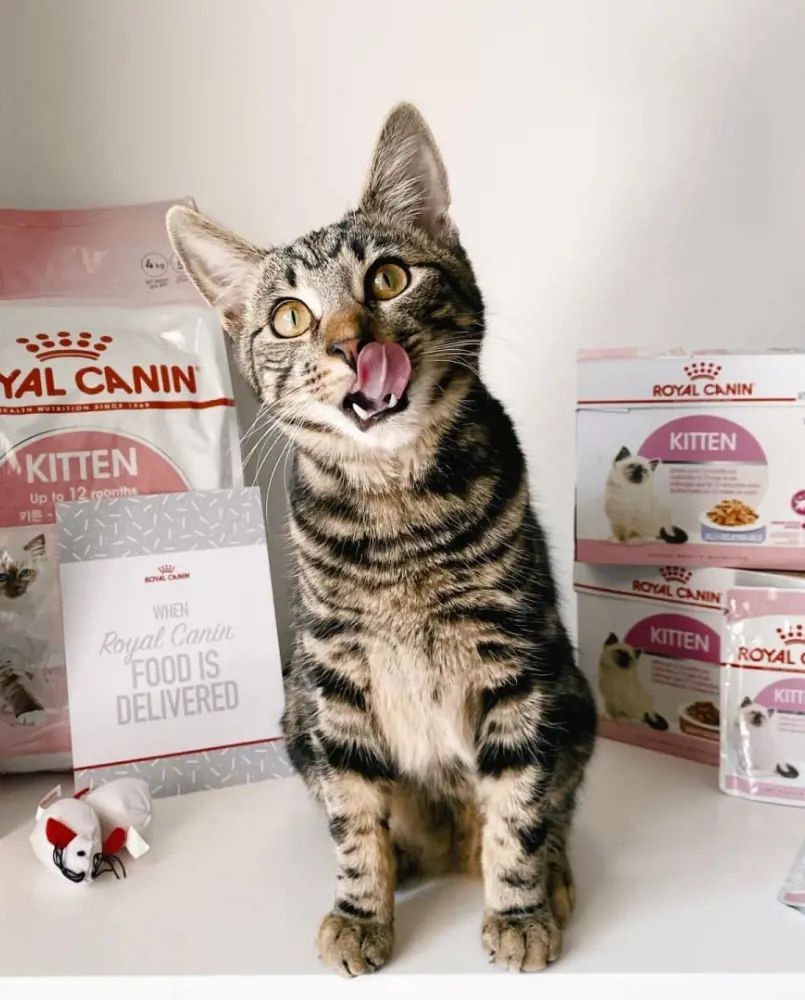 10 Best Food For Your Kittens