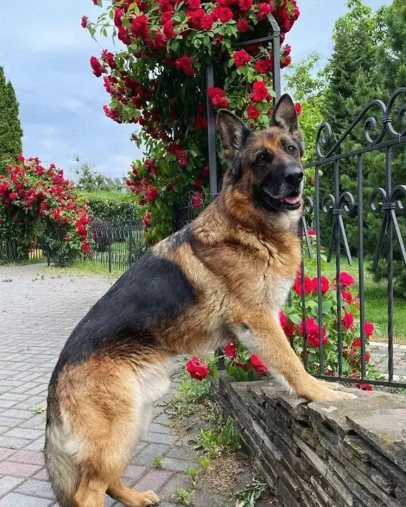 20 Most Loved Dog Breeds In The US 2024