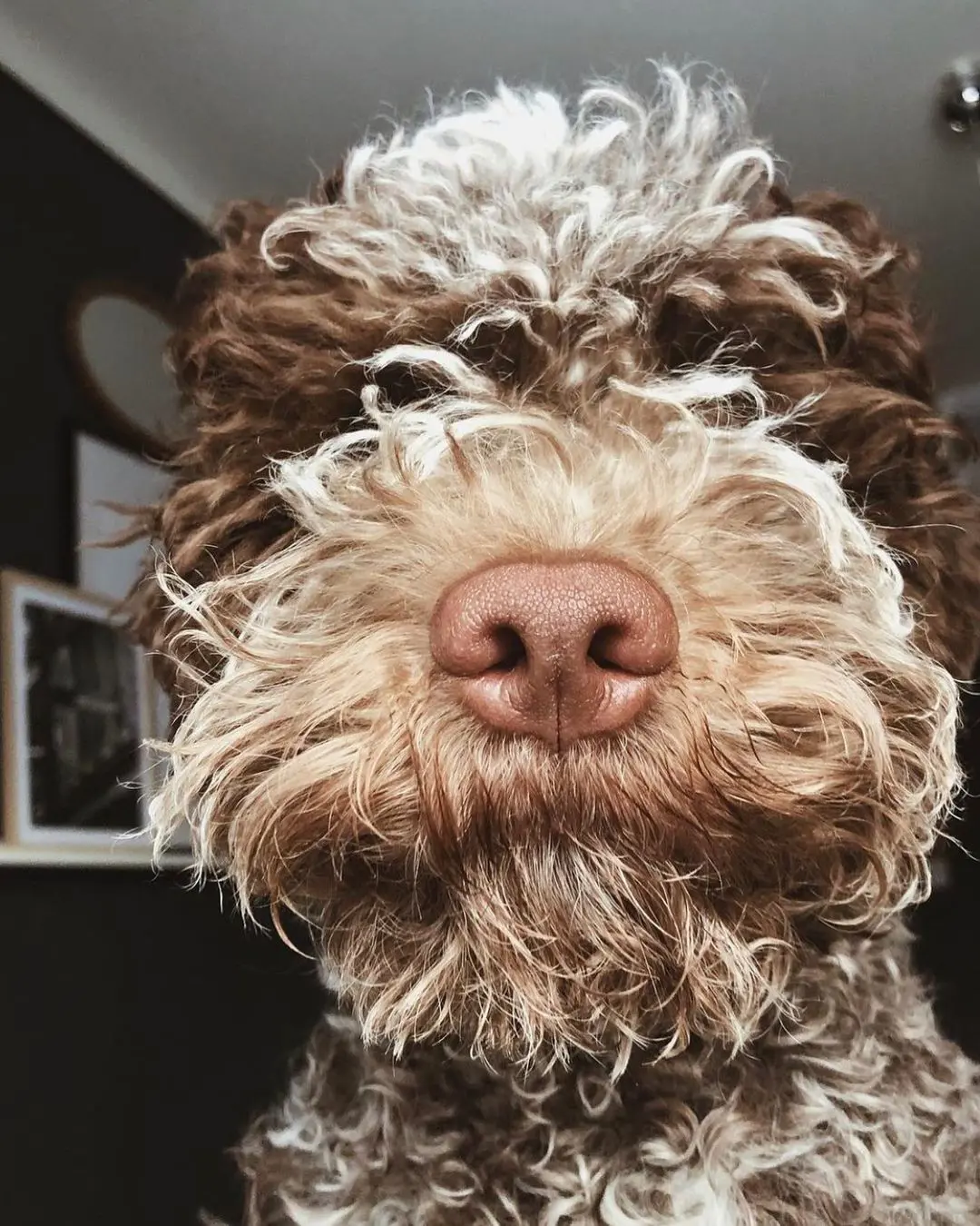Lagotto Romagnolo Breed Information And Facts