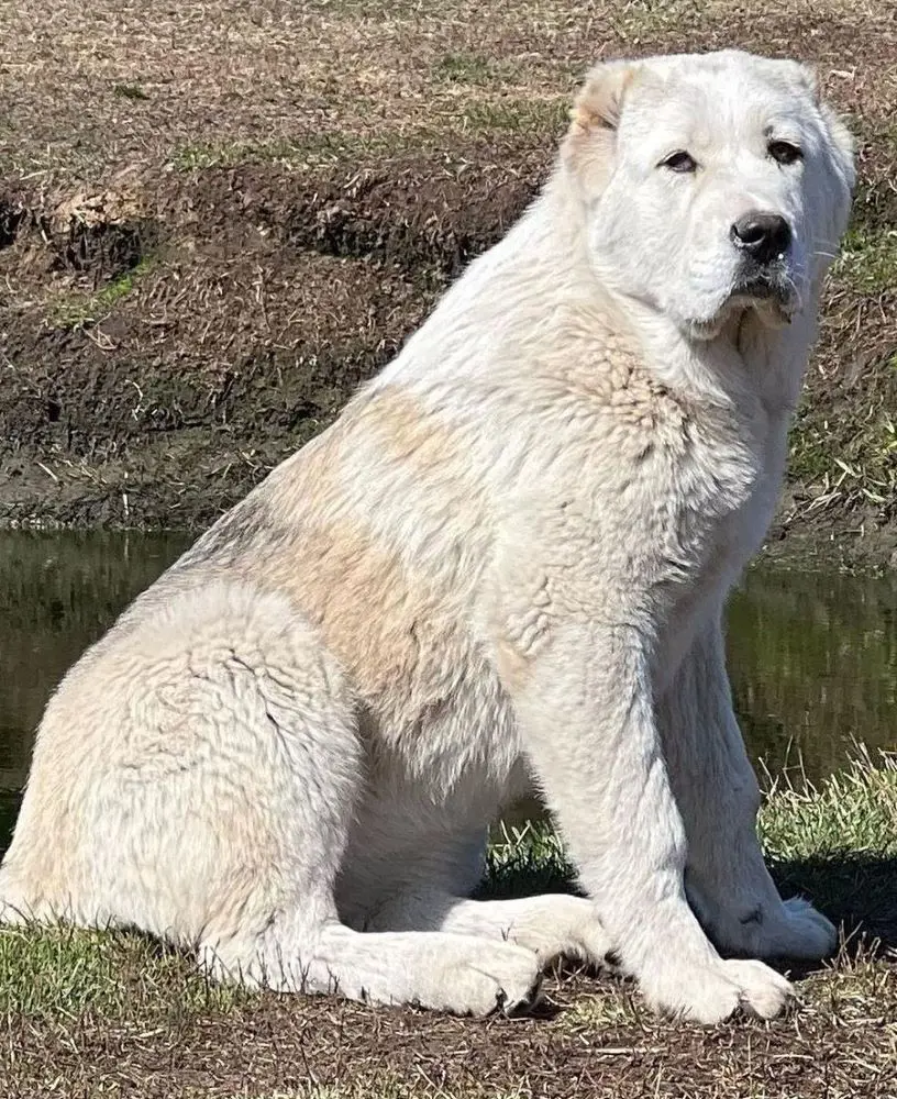 Central Asian Shepherd Dog Breed Profile