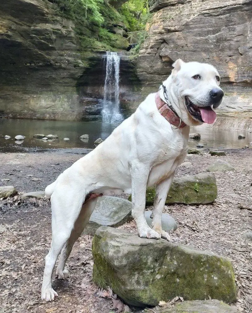 Central Asian Shepherd Dog Breed Profile