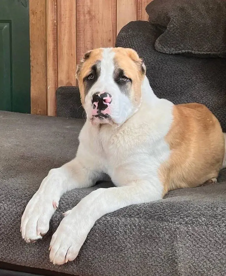 Central Asian Shepherd Dog Breed Profile