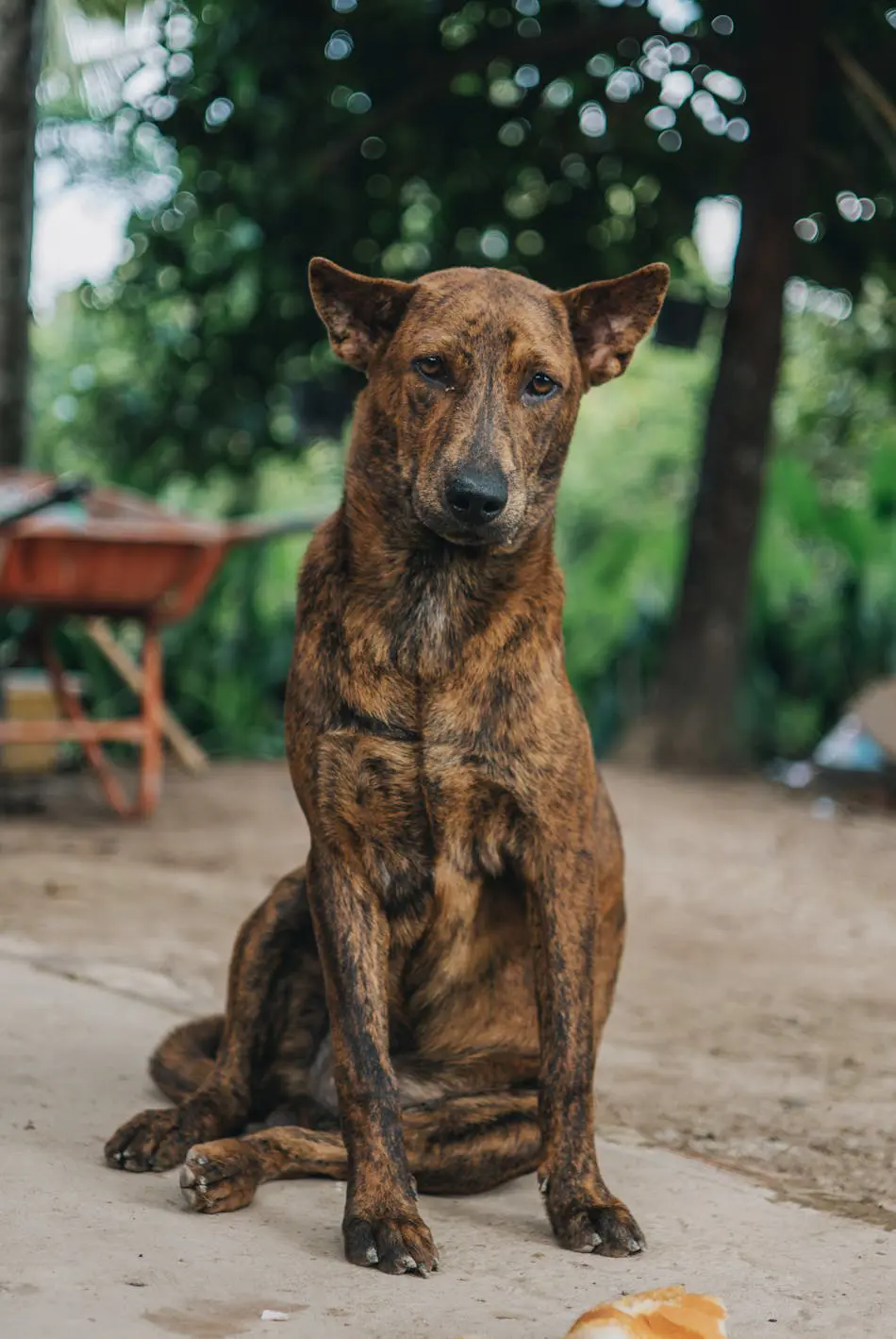 18 Causes Of Dog Rashes