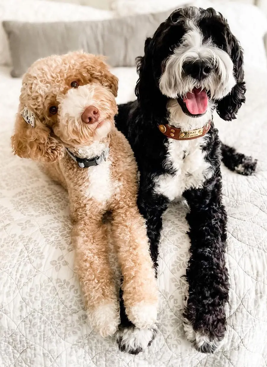 180+ Goldendoodle Dog Names