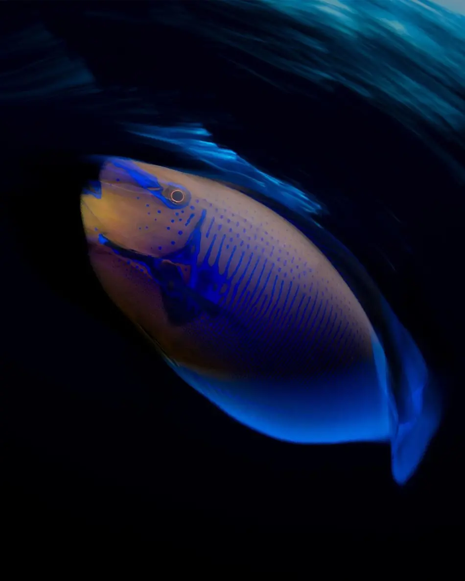 Blue Tang Fish Care Guide And Tank Mates