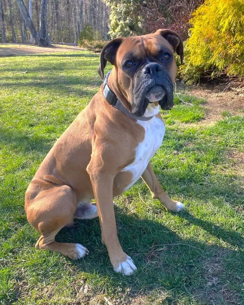 Boxer Dog Breed Information And Characteristics