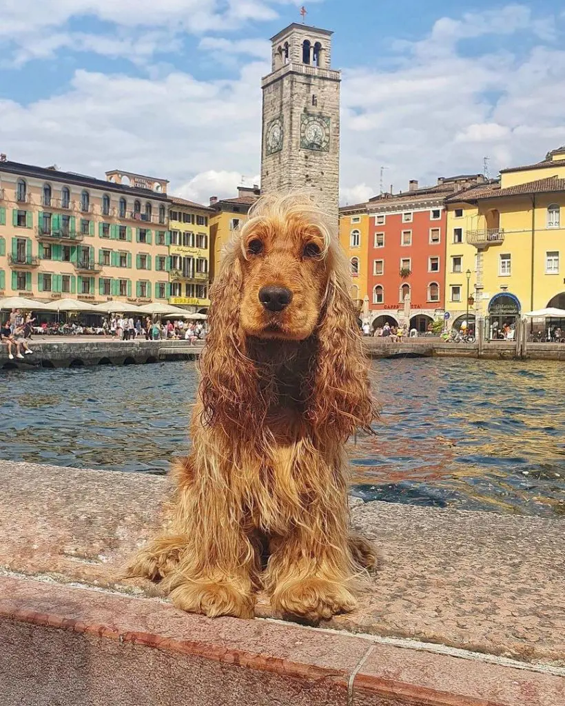 20 Medium Dog Breeds As Your Perfect Pets