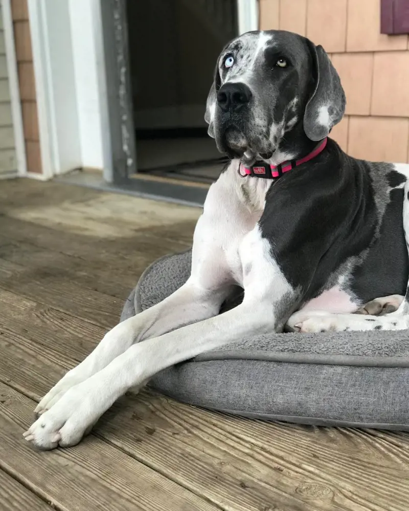 Great Dane Dog Breed Facts And Information